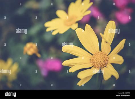 Yellow Euryops Pectinatus Flower Spring Background Stock Photo Alamy