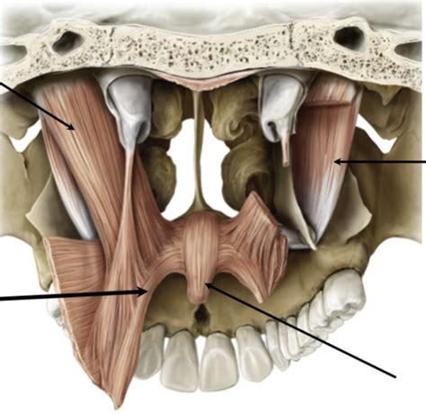 Oral Cavity And Cervical Viscera Flashcards Quizlet
