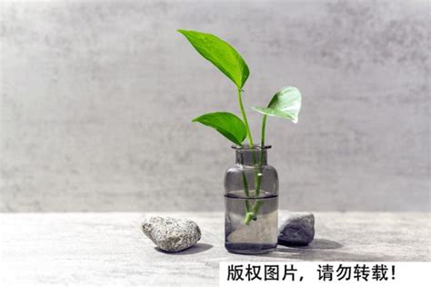 这些好养的花为啥被你养死了学会这4招啥花都好养 阿波罗新闻网