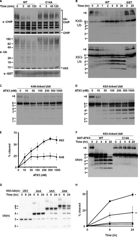 Ataxin 3 Preferentially Cleaves Longer Chains And Lys 63 Linkages A