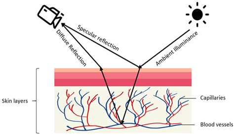 A Review Of Deep Learning Based Contactless Heart Rate Measurement Methods