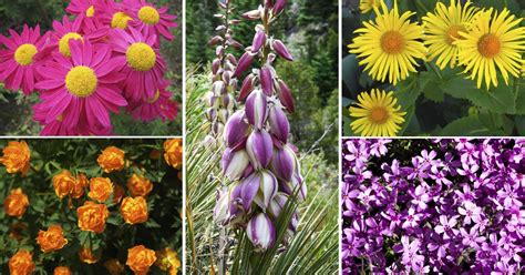 Какие цветы посадить в цветник на даче Оформление клумбы