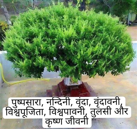 माता तुलसी के 8 नाम प्रतिदिन जपने से प्रसन्न होती है लक्ष्मी माँ 🙏