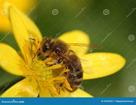 Abelha Na Flor Imagem De Stock Imagem De Bonito Prado 4993583