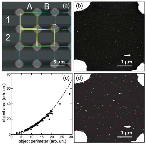 A The Automation Algorithm Identifies The Experimental Cells From The
