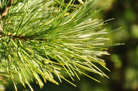 10 Seeds Pinus Roxburghii Chir Pine Tree Long Green Needles