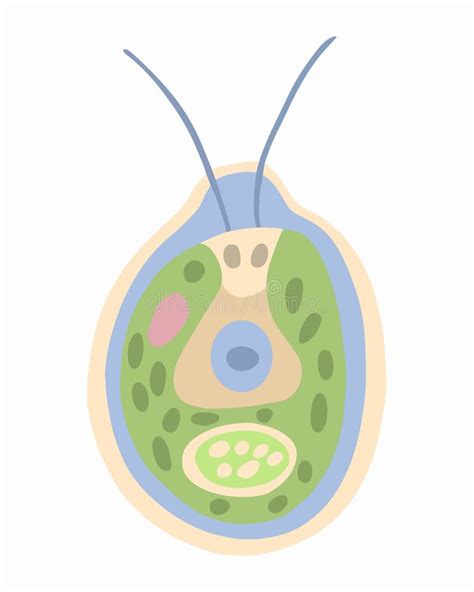 Chlamydomonas Stock Illustrations 269 Chlamydomonas Stock