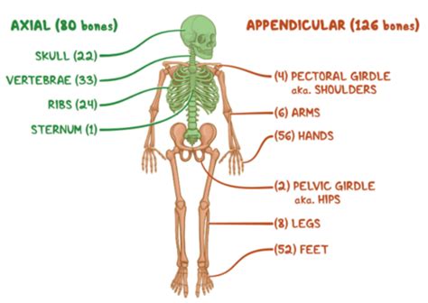 Lecture Axial And Appendicular Skeleton Flashcards Quizlet