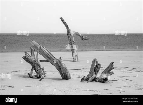 Bleached Oak Tree Skeleton On Boneyard Beach Nassau Sound Big Talbot