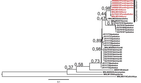 maximum likelihood tree log likelihood 2410 0522 of corydoras
