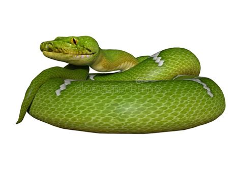 Green Python On White Stock Illustration Illustration Of Poison 44560386