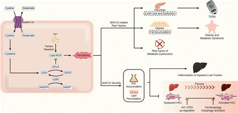 Ferroptosis And Metabolic Dysfunction‐associated Fatty Liver Disease