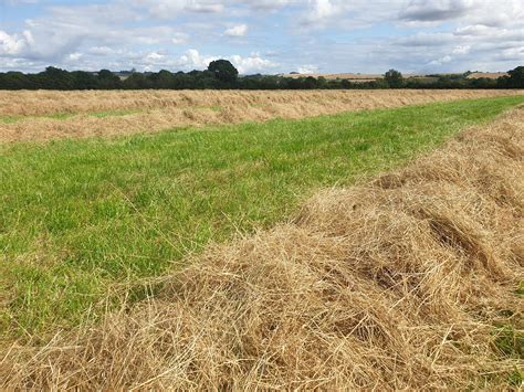 Hay Making Olmc