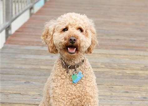 The Top 3 Labradoodle Haircut Styles The Dog People By