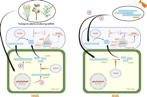 Figure 1 From Concepts And Considerations For Enhancing Rnai Efficiency