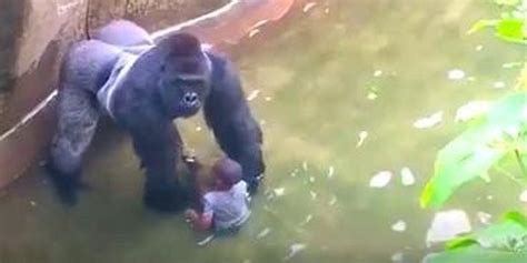 New Details About Harambes Death Just Emerged The Dodo