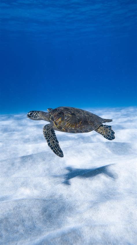 Turtle Shell Discoloration Answerchef