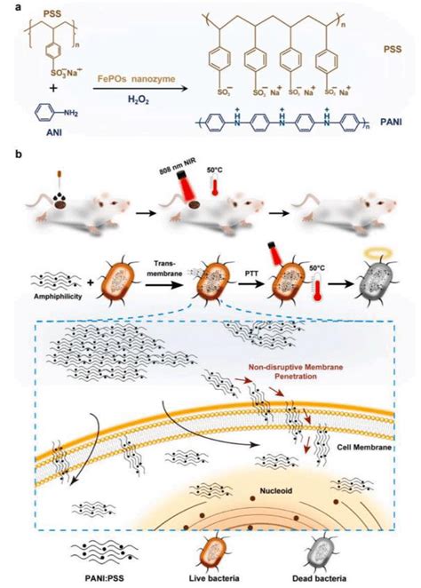 Schematic Illustration Of A The Synthesis Protocol Of Water Soluble