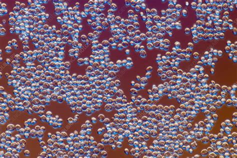Bakers Yeast Saccharomyces Cerevisiae Light Micrograph Stock