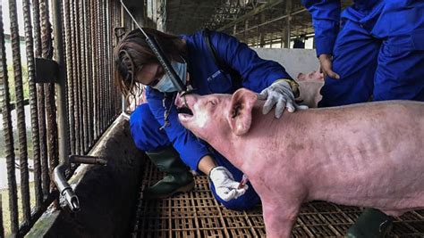 Indonesia Developing Serum Against African Swine Fever Virus After