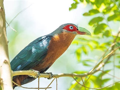 Taman Negara National Park Malaysia WorldAtlas