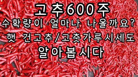 고추600주 심어 얼마나 땄을까요 올해 햇건고추고춧가루시세도 알아봅시다 Youtube