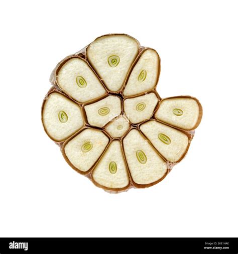 Head Of Garlic Cut In Half Isolated On White Background Garlic Cut