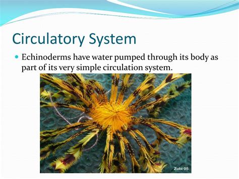 Ppt Echinodermata Powerpoint Presentation Free Download Id 2097402