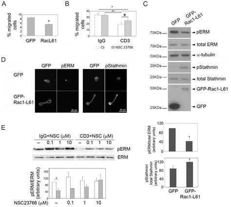Rac Activation Is Required For Tcr Induced Inhibition Of Migration And Download Scientific