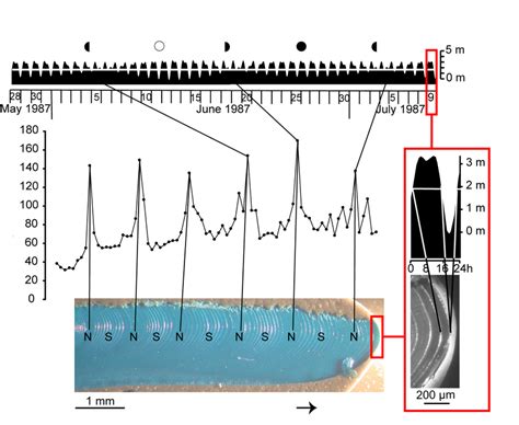 Lunar Daily And Fortnightly Growth Patterns In Shell Of Intertidal