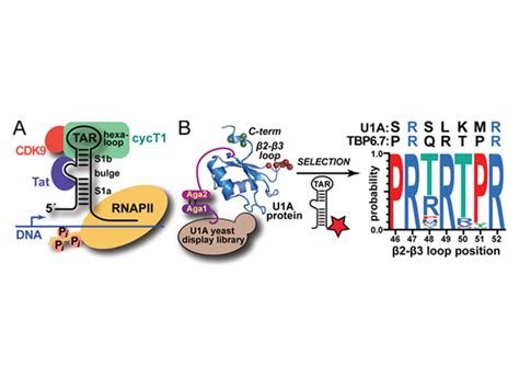 Pentelute Lab Mit Structure Of Hiv Tar In Complex With A Lab Evolved