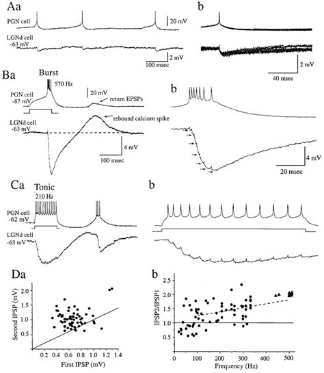 Inhibitory Postsynaptic Potentials Facilitate When Activated At High Download Scientific
