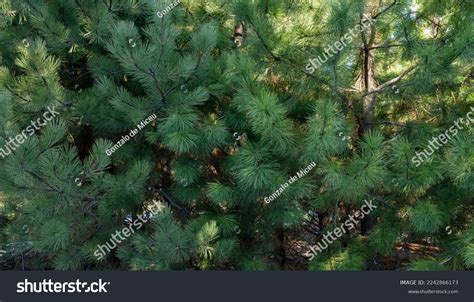 Pinus Ponderosa Needles