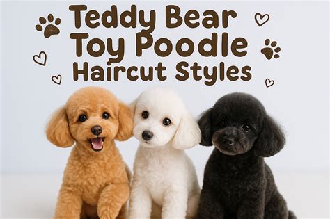 Teddy Bear Toy Poodle Haircut Styles The Complete Guide To This