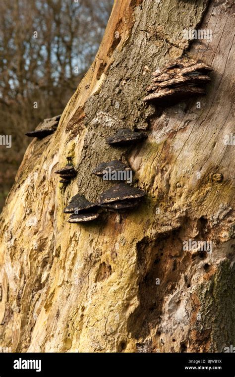 Fungi On Dead Tree Trunk Stock Photo Alamy