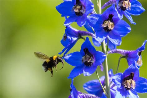 Sowing Delphiniums Keep Seeds In The Dark Until They Germinate To Improve Rates