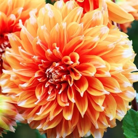 Георгина Color Spectacle (Колор Спектакль)🌸 - купить луковицы и клубни ...