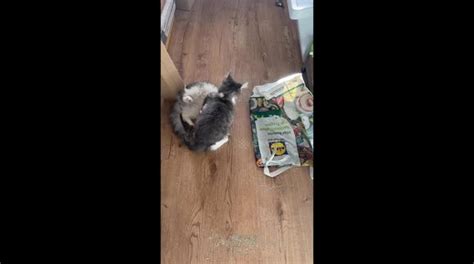 Two Adorable Kittens Roll Around And Play In Catnip Spilled By Owner Buy Sell Or Upload Video