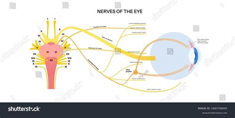 Motor Nerves Of The Eye Anatomy Poster Abducens Royalty Free Stock
