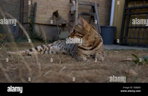 Bengal Grass Stock Videos And Footage Hd And 4k Video Clips Alamy