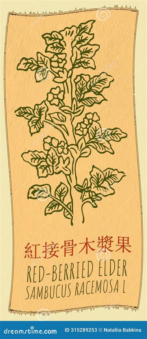 Vector Drawing Red Berried Elder In Chinese Hand Drawn Illustration