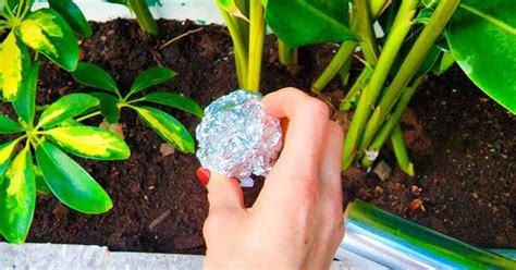 6 Utilisations Du Papier Aluminium Pour Le Jardinage