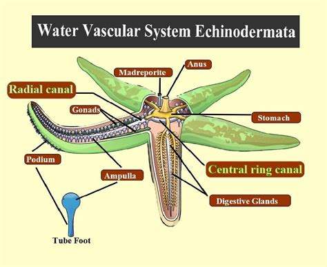 What Is A Water Vascular System Zoology At Henry Omalley Blog