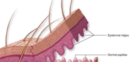 Anatomy Derm Block Flashcards Quizlet