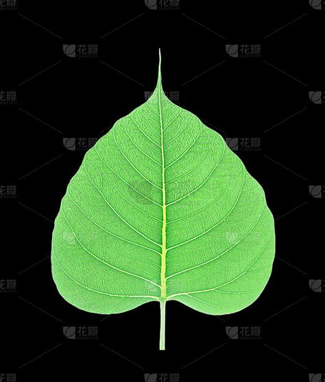 绿色的菩提叶孤立在黑色的背景