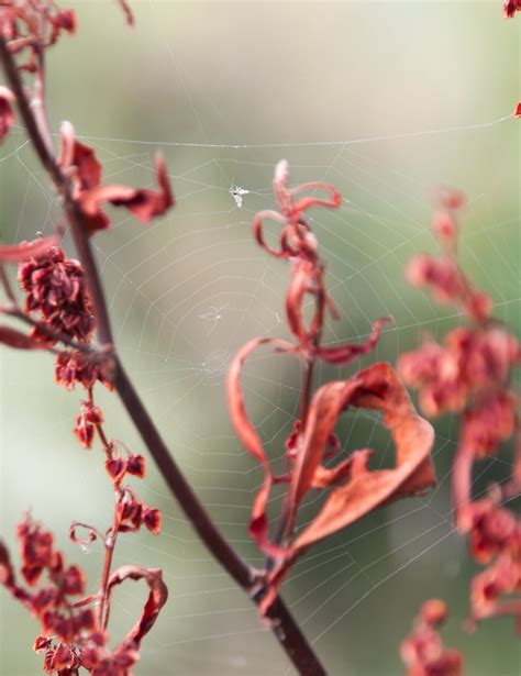 Spider Cobweb Small Free Photo On Pixabay Pixabay