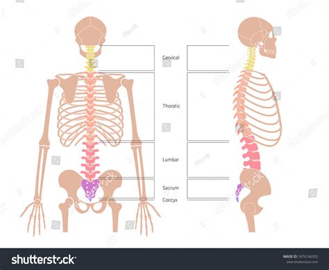 Human Backbone Structure Human Spine Anatomy Spine Anatomy Pictures