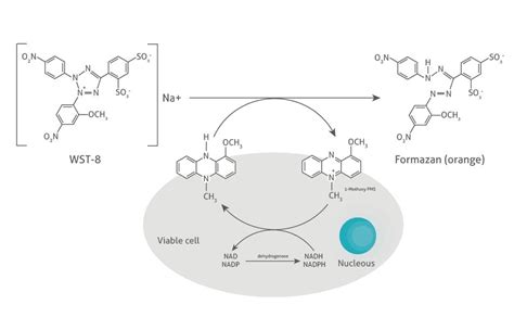 Xtt Assay Principle