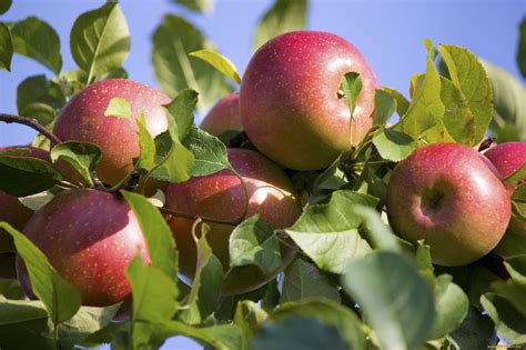 Обои Природа Плоды обои для рабочего стола фотографии природа плоды яблоки Обои для рабочего