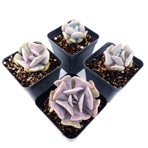 Echeveria ‘Cubic Frost’ - Diversifolius Nursery Online Shop